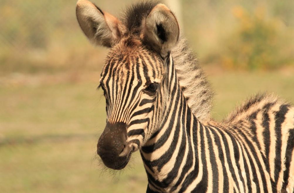 Orana Team Devastated By Loss Of Giraffe And Zebra Foal | Scoop News