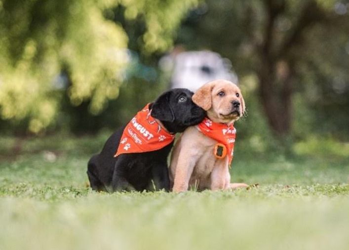 PAWGUST Heads To Takapuna | Scoop News