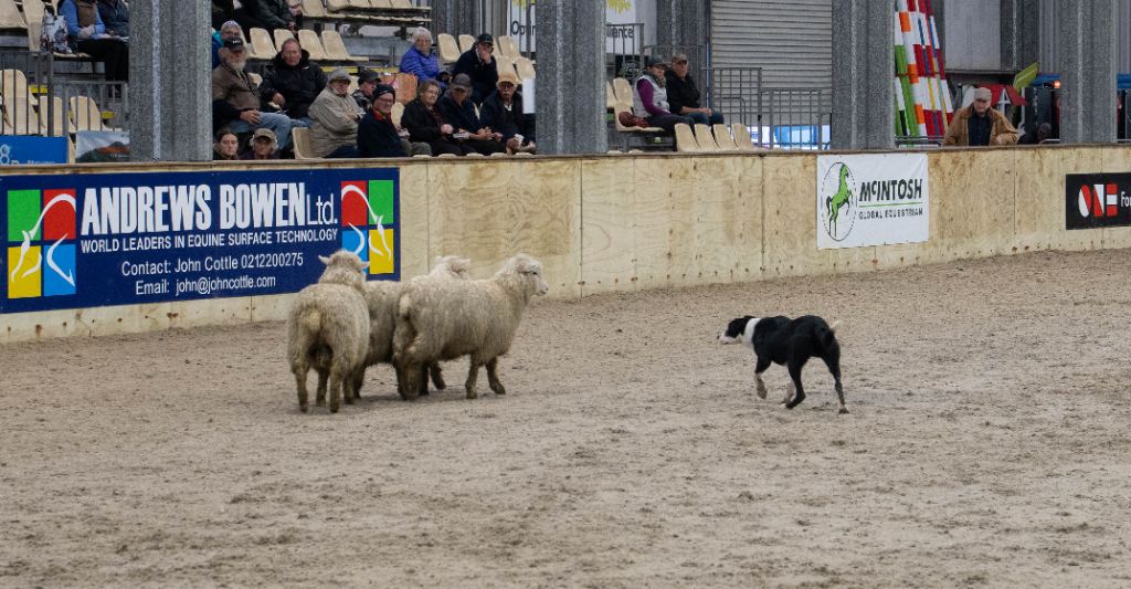 Community Scoop » NZ’s Largest Sheep Dog Trials’ Record-Breaking ...