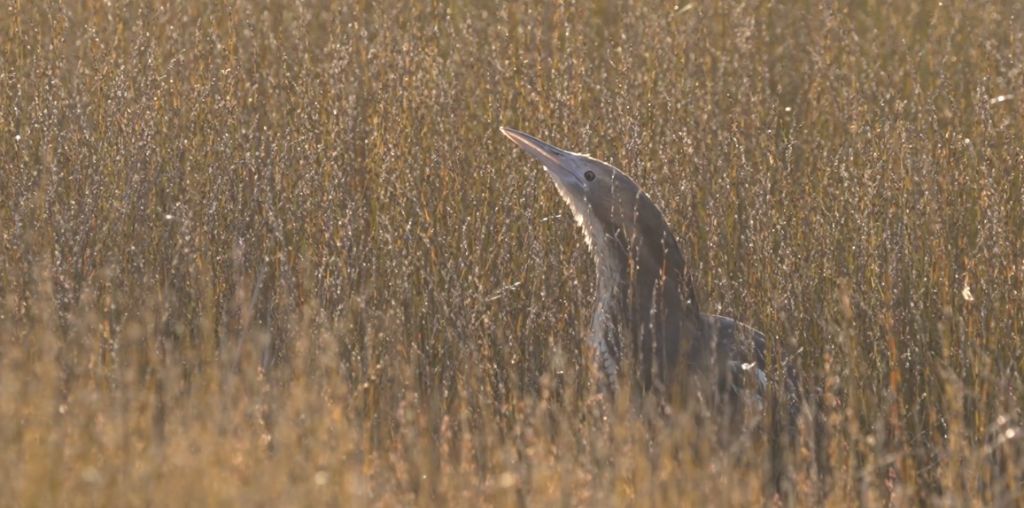 Join ‘The Great Matuku-hūrepo Muster’- Help Save A Species | Scoop News