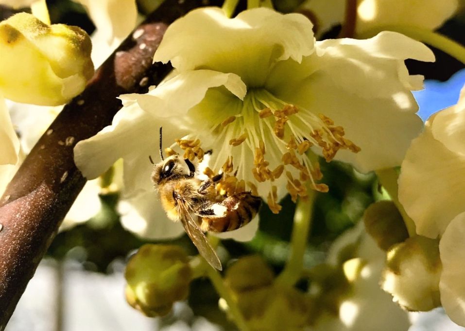 Celebrating The Pollination Power Of Honey Bees This Bee Aware Month ...