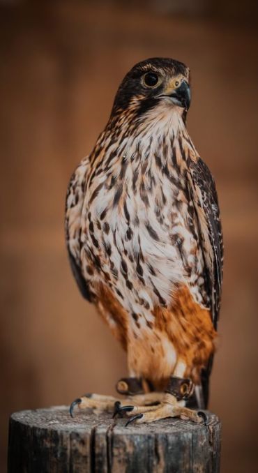 ‘Love Shack’ For Endangered NZ Falcons - NZ Raptor Trust Secures Rare ...