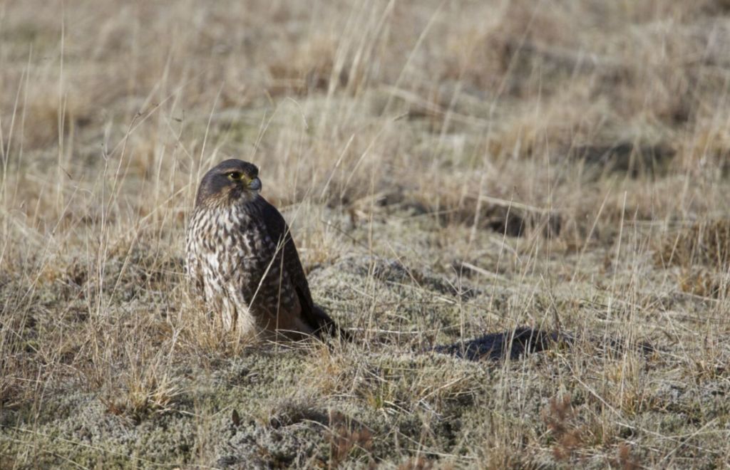 Kārearea NZ Falcon Is The 2025 Bird Of The Year | Scoop News