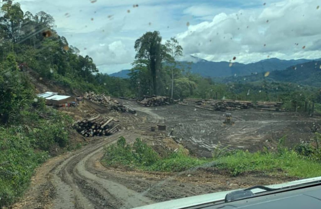 Timber Politics And Corruption, Not NGOs, Are Causing Disharmony At ...