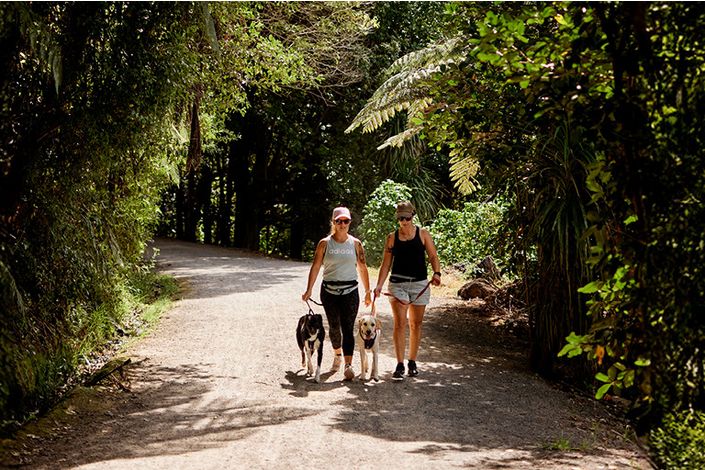 How Should Dogs And Animals Be Managed In Tauranga? | Scoop News