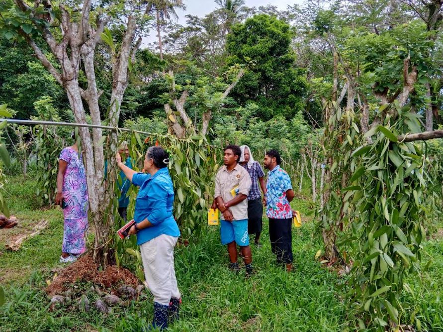 Community Scoop » Lifting The Organics Game: Bua And Taveuni Farmers ...