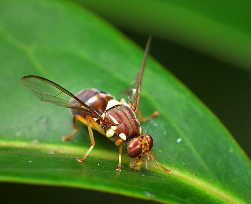 Business.Scoop » Biosecurity New Zealand Investigating And Boosting ...