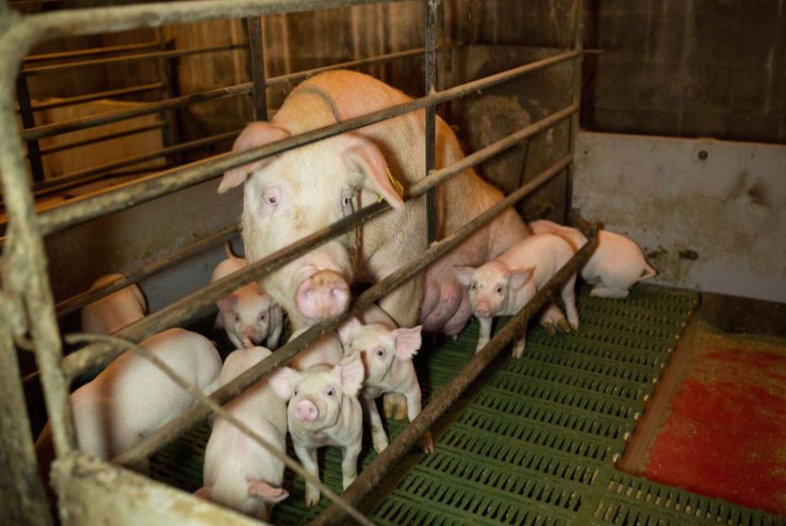 Government Pushes Cruel Pig-Caging Bill Through Its First Reading ...