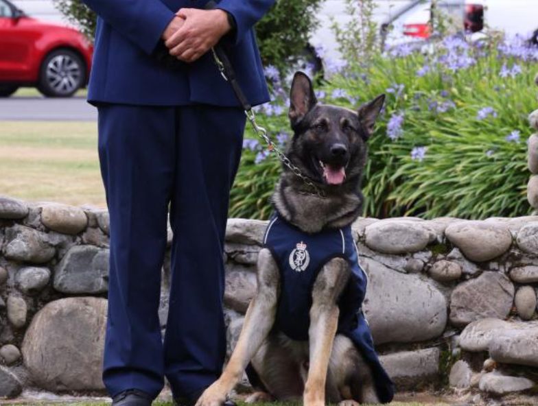 Wellington.Scoop » Four new police dog teams graduate for Christmas