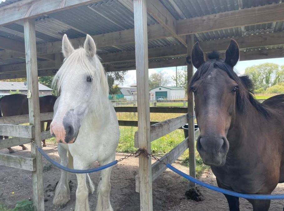 Community Scoop » Horses, Hope And Heart At EquiSucceed