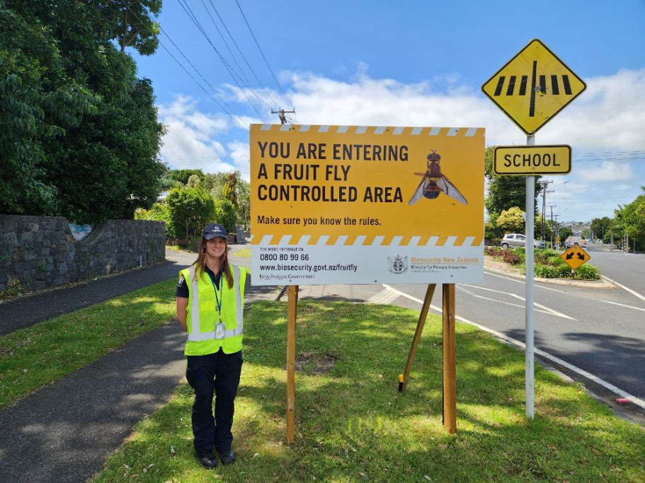 Fruit FlyResponse In Auckland Continues | Scoop News