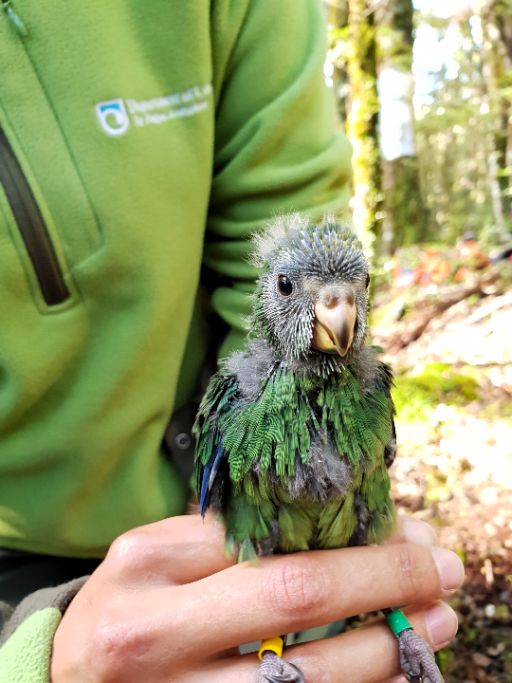 No Rats! – “Best News Ever” For Rare Kākāriki Karaka | Scoop News