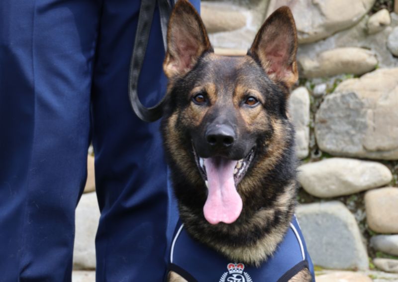 Auckland.Scoop » Seven New Police Patrol Dog Teams Celebrate Graduation ...